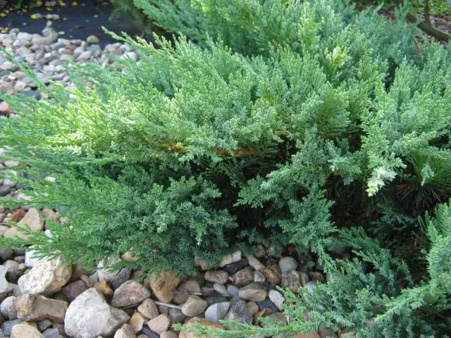 Juniper Cossack: Knap Hill, Mas, Arcadia, Glauka, Rockery 7380_1