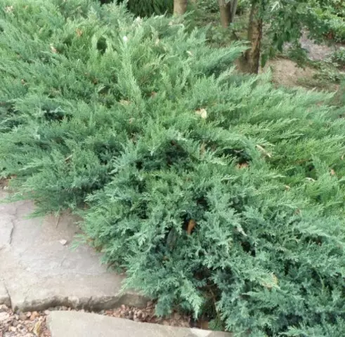 Juniper Cossack: Knap Hill, Mas, Arcadia, Glauka, Rockery 7380_10