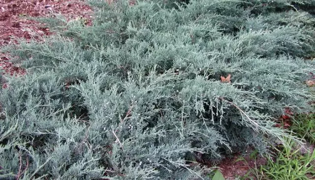 Juniper Cossack: Knap Hill, Mas, Arcadia, Glauka, Rockery 7380_9