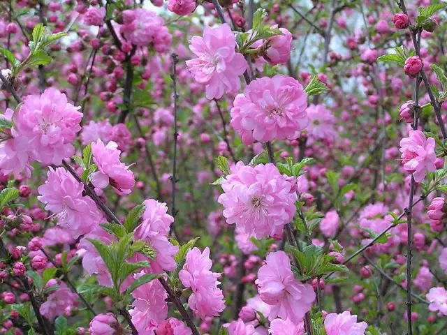 Three-bladed almonds (Luiseania): planting and care, photo 7383_17