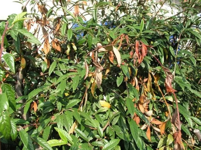 Améndoas de tres follas (Luiseania): plantación e coidado, foto 7383_21