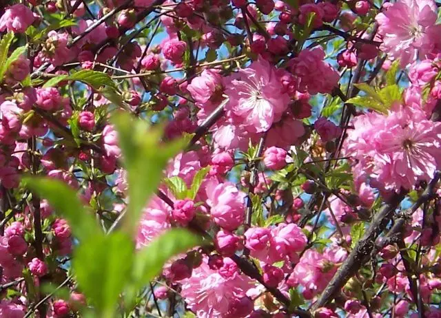 Améndoas de tres follas (Luiseania): plantación e coidado, foto 7383_5