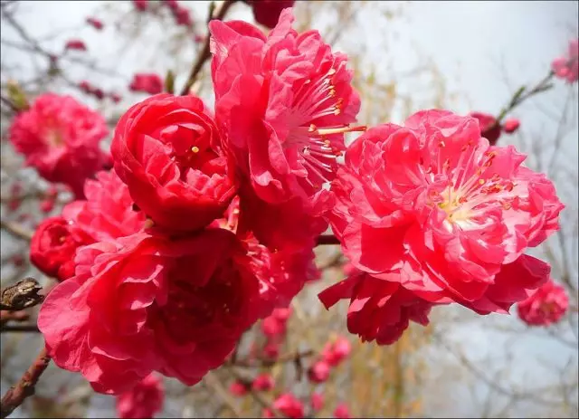 Three-bladed almonds (Luiseania): planting and care, photo 7383_8