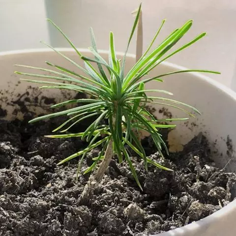 Siberische lariks: beschrijving, voordelen, planten en verzorgen, foto's en beoordelingen 7394_10