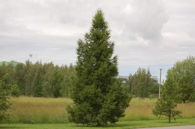 Alerce siberiano: descripción, beneficios, plantación y cuidado, fotos y reseñas. 7394_2