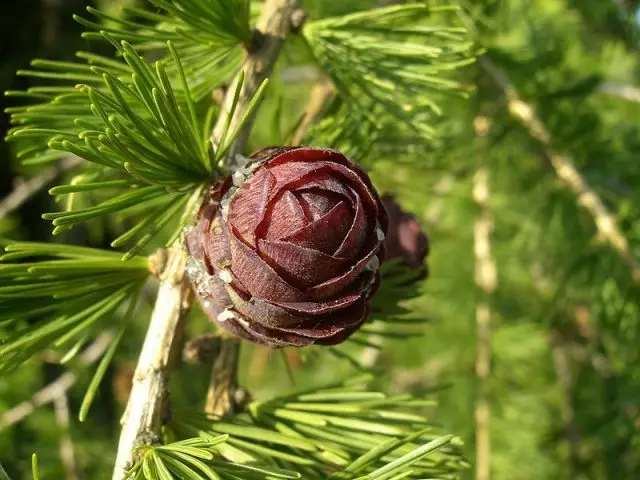 Alerce siberiano: descripción, beneficios, plantación y cuidado, fotos y reseñas. 7394_3