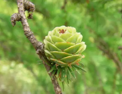 Alerce siberiano: descripción, beneficios, plantación y cuidado, fotos y reseñas. 7394_5