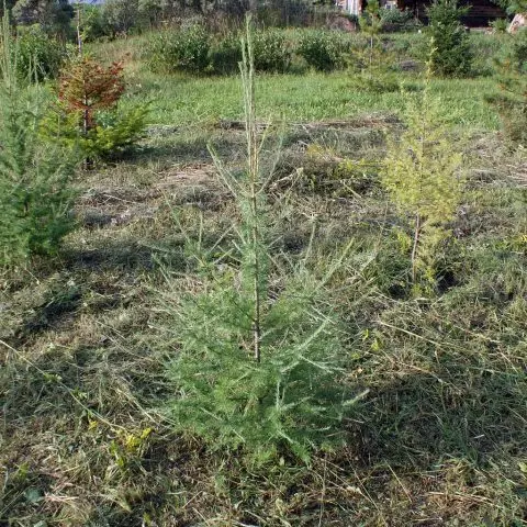 Siberian larch: ဖော်ပြချက်၊ အကျိုးကျေးဇူးများ၊ စိုက်ပျိုးခြင်းနှင့်ပြုစုခြင်း၊ ဓာတ်ပုံများနှင့်ပြန်လည်သုံးသပ်ခြင်း 7394_9