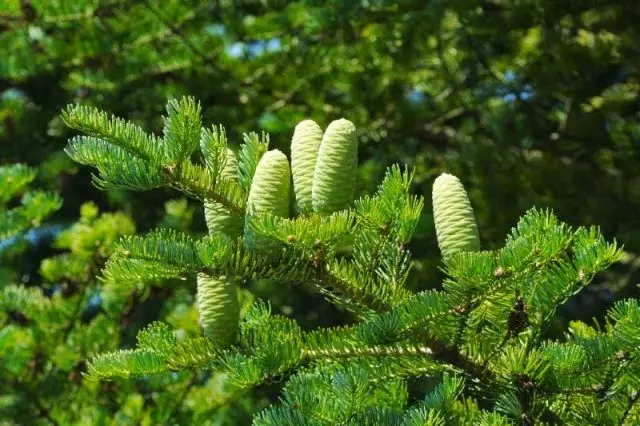 Brad cu frunze întregi (negru): descriere, plantare și îngrijire, fotografie 7405_3