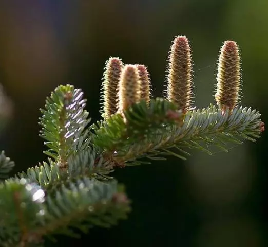 Nordman fir (Kaukasia): pedaran, budidaya, poto, ulasan 7406_3