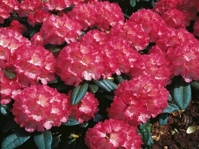 Rododendron Fantastik: düşündiriş, ekmek we ideg, synlar, suratlar 7412_1