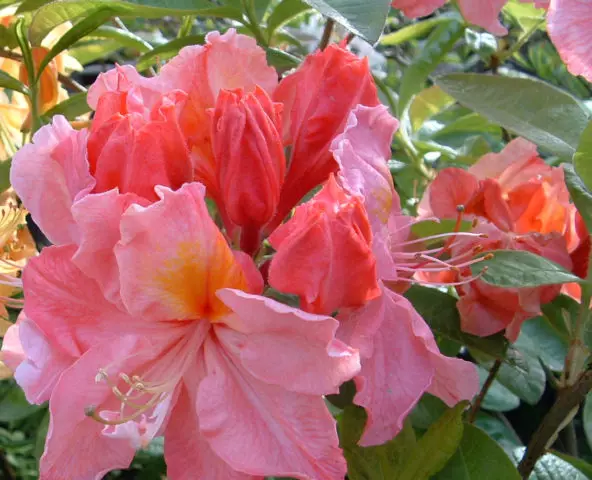 Pontic rhododendron: ការពិពណ៌នាការដាំនិងការថែទាំរូបថត 7417_2