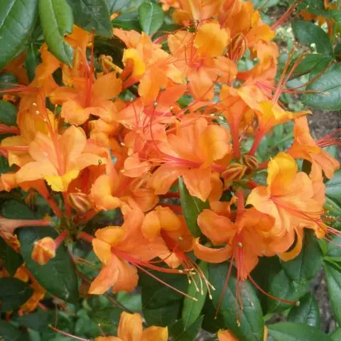 Pontic rhododendron: famaritana, fambolena ary fikarakarana, sary 7417_3