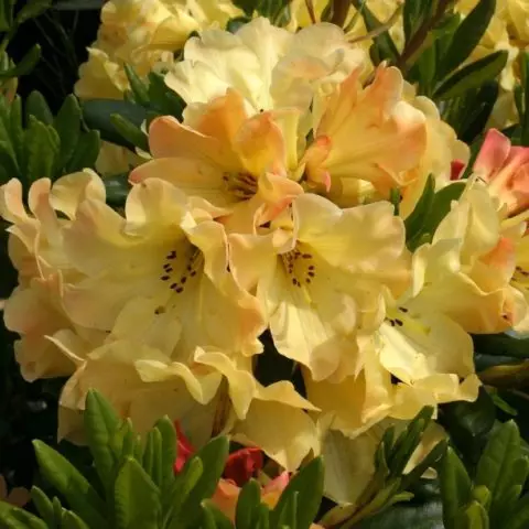 Pontic rhododendron: famaritana, fambolena ary fikarakarana, sary 7417_4