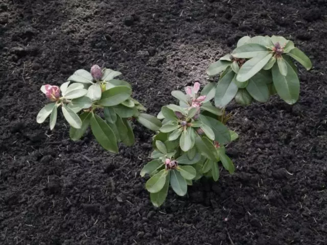 Rododendro póntico: descripción, plantación y cuidado, foto 7417_5