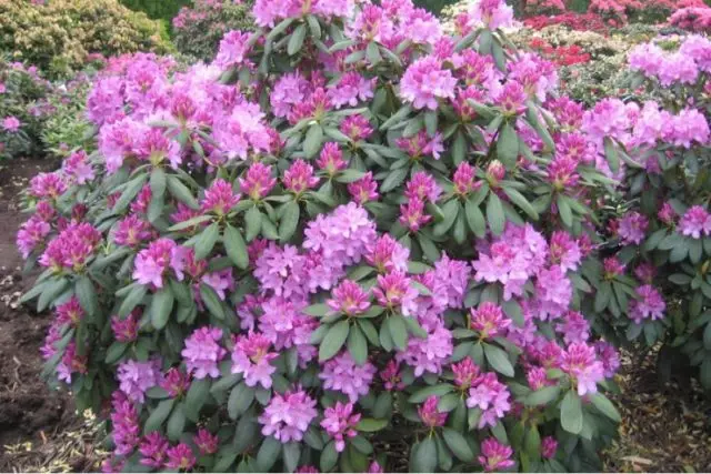 Rhododendrons: afbrigði fyrir Moskvu svæðinu með myndum og nöfnum, ræktun 7418_1