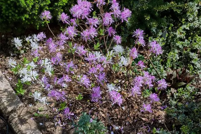 Rhododendrons: ituaiga mo le itulagi o Moscow ma ata ma igoa, galueaina 7418_2