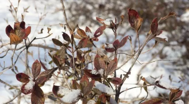 Рододендрони: сорти для Підмосков'я з фото і назвами, вирощування 7418_20