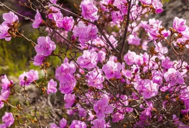 Rhododendrons: ituaiga mo le itulagi o Moscow ma ata ma igoa, galueaina 7418_4