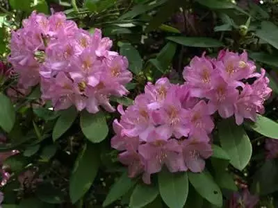 Rhododendrons: afbrigði fyrir Moskvu svæðinu með myndum og nöfnum, ræktun 7418_5