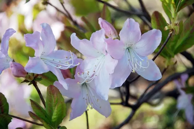 Rhododendrons: ituaiga mo le itulagi o Moscow ma ata ma igoa, galueaina 7418_6