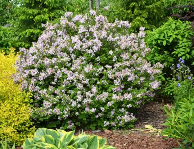 Meyer's lilac Palibin (Palibin) on the trunk: photo, description, reviews 7443_1