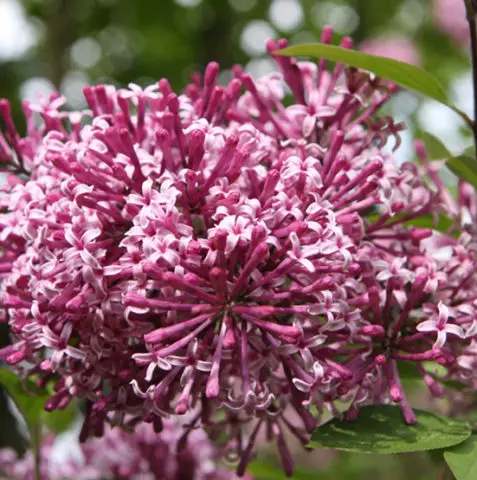 Lilac Meyer Palibin (Palibin) sa puno ng kahoy: larawan, paglalarawan, mga pagsusuri 7443_2