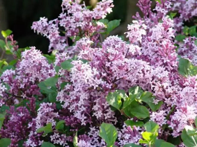 Lilac Meyer Palibin (Palibin) дар танаи: акс, тавсиф, шарҳҳо 7443_3