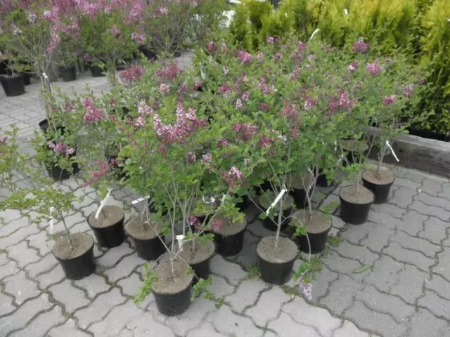 Lilac Meyer Palibin (Palibin) дар танаи: акс, тавсиф, шарҳҳо 7443_4