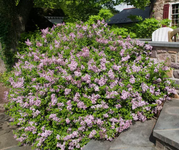 Meyer's lilac Palibin (Palibin) on the trunk: photo, description, reviews 7443_5