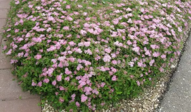 Spirea mazā princese: apraksts, stādīšana un kopšana, ainavu dizaina fotogrāfijas 7451_1