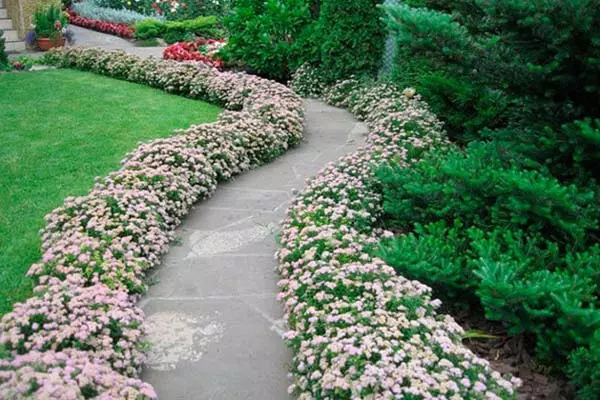 Spirea Little Princess: beskriuwing, plantsje en fersoargje, foto's yn lânskiplik ûntwerp 7451_15