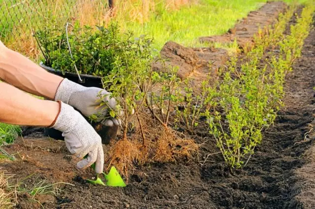 Spirea kiçijik şa gyzy: düşündiriş, ekmek we ideg, peýza design dizaýnynda suratlar 7451_16