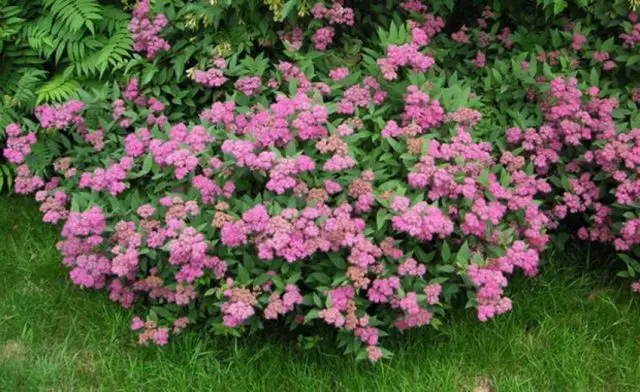 Spirea Little Princess: คำอธิบายการปลูกและการดูแลภาพถ่ายในการออกแบบภูมิทัศน์ 7451_3