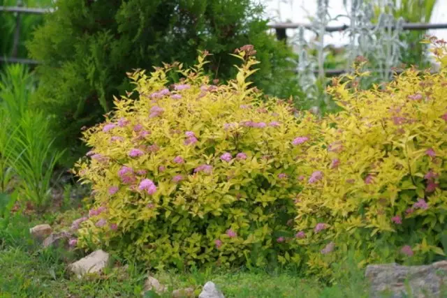 Spirea Umuganwakazi muto: ibisobanuro, gutera no kwitaho, amafoto mugushushanya 7451_4