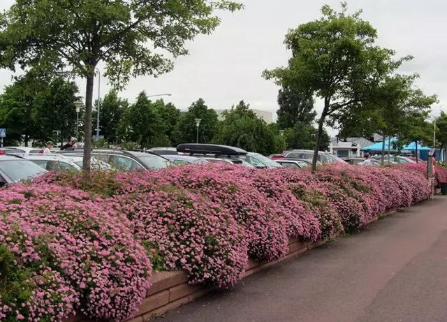 Spirea Little Princess: beskriuwing, plantsje en fersoargje, foto's yn lânskiplik ûntwerp 7451_5