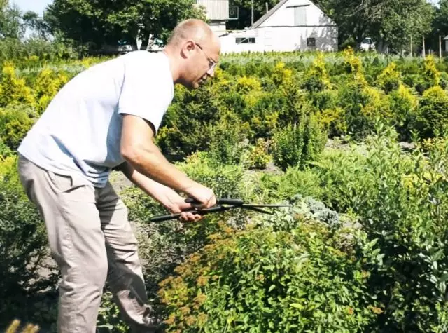 Spirea mazā princese: apraksts, stādīšana un kopšana, ainavu dizaina fotogrāfijas 7451_9