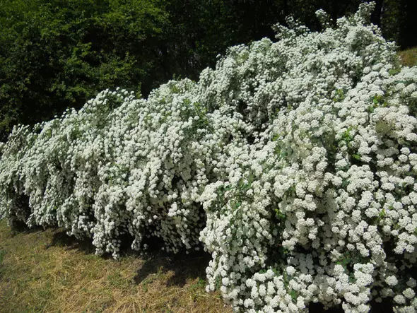 Spirea Wangutta: Foto a Beschreiwung, Gréisst, Passt a Fleeg 7452_1