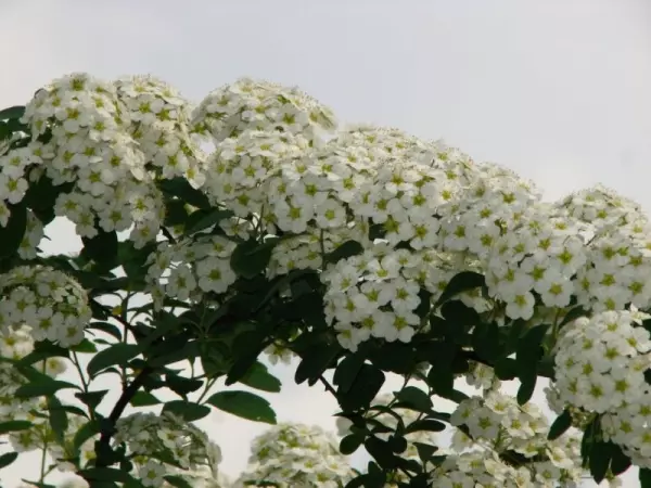 Spirea Wangutta: Foto a Beschreiwung, Gréisst, Passt a Fleeg 7452_2