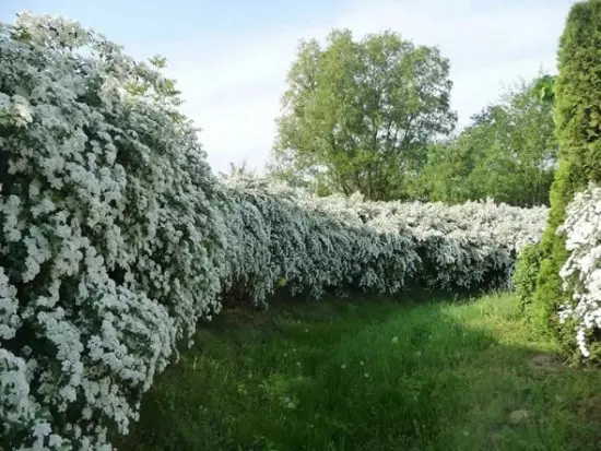 Spirea Wangutta: Foto a Beschreiwung, Gréisst, Passt a Fleeg 7452_3