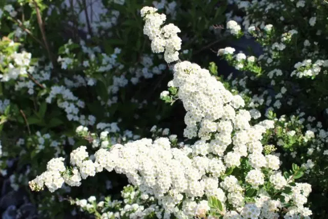 Spirea Wangutta: Foto a Beschreiwung, Gréisst, Passt a Fleeg 7452_4