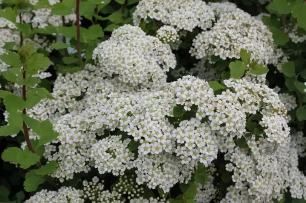 Spirea Wangutta: Foto a Beschreiwung, Gréisst, Passt a Fleeg 7452_6