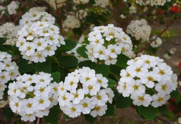 Spirea Wangutta: Foto a Beschreiwung, Gréisst, Passt a Fleeg 7452_7