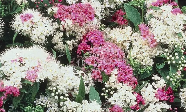 Spirea Shiroban: incazelo, ukutshala nokunakekela, ukubuyekezwa, izithombe 7453_1