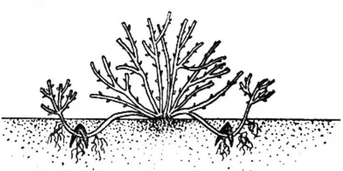 Spirea Shiroban: beskriuwing, plantsje en fersoargje, resinsjes, foto's 7453_10