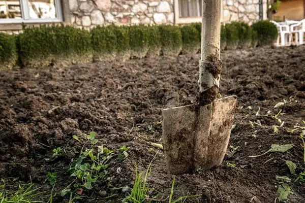 Spirea Shiroban: popis, výsadba a starostlivosť, recenzie, fotografie 7453_3