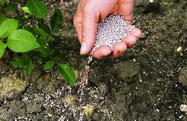 Spirea Shiroban: popis, výsadba a starostlivosť, recenzie, fotografie 7453_6