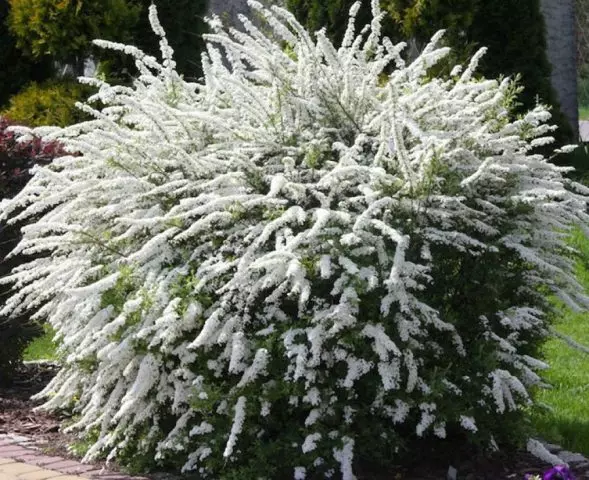 Spirea gris Grefsheim, Arguta, Graciosa: descrición, plantación e coidado 7454_1