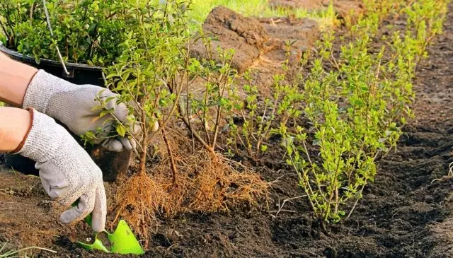 Spirea grå Grefsheim, Arguta, Graciosa: beskrivning, plantering och vård 7454_16