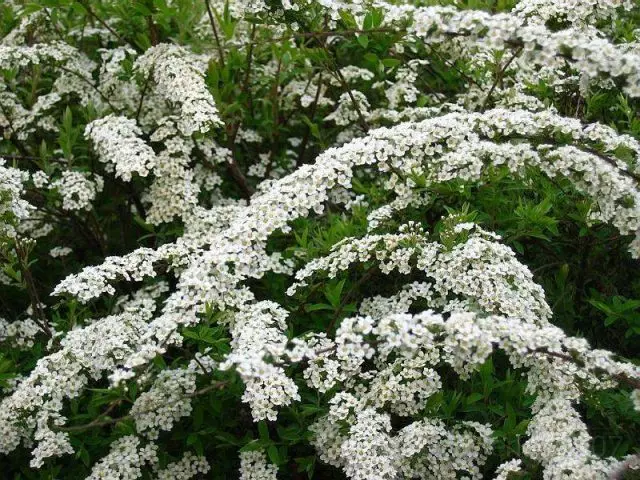 Spirea كۈلرەڭ Grefsheim ، Arguta ، Graciosa: چۈشەندۈرۈش ، تېرىش ۋە ئاسراش 7454_3